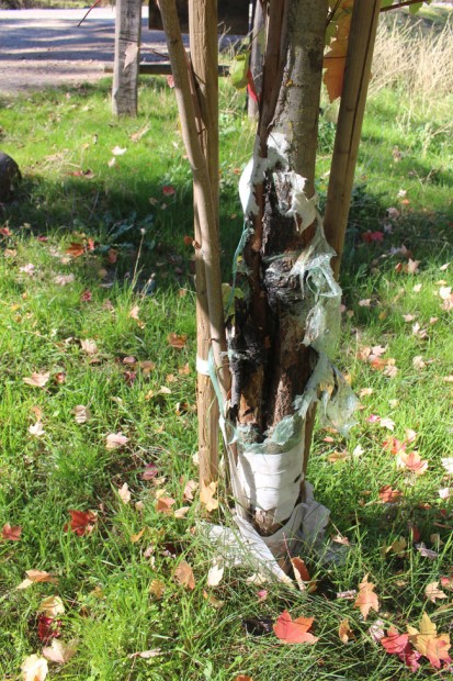 Miracle of Maple Tree Recover!