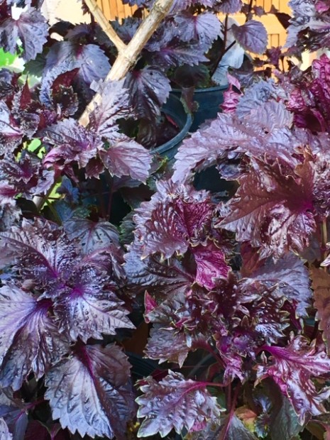 Red Shiso Juice – Delicious Summer Remedy Drink for Health