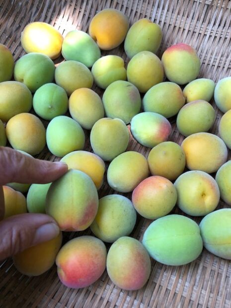 Santa Monica Homemade Umeboshi Plums
