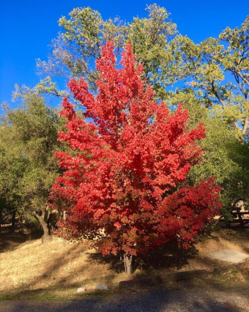 The Maple tree this year.